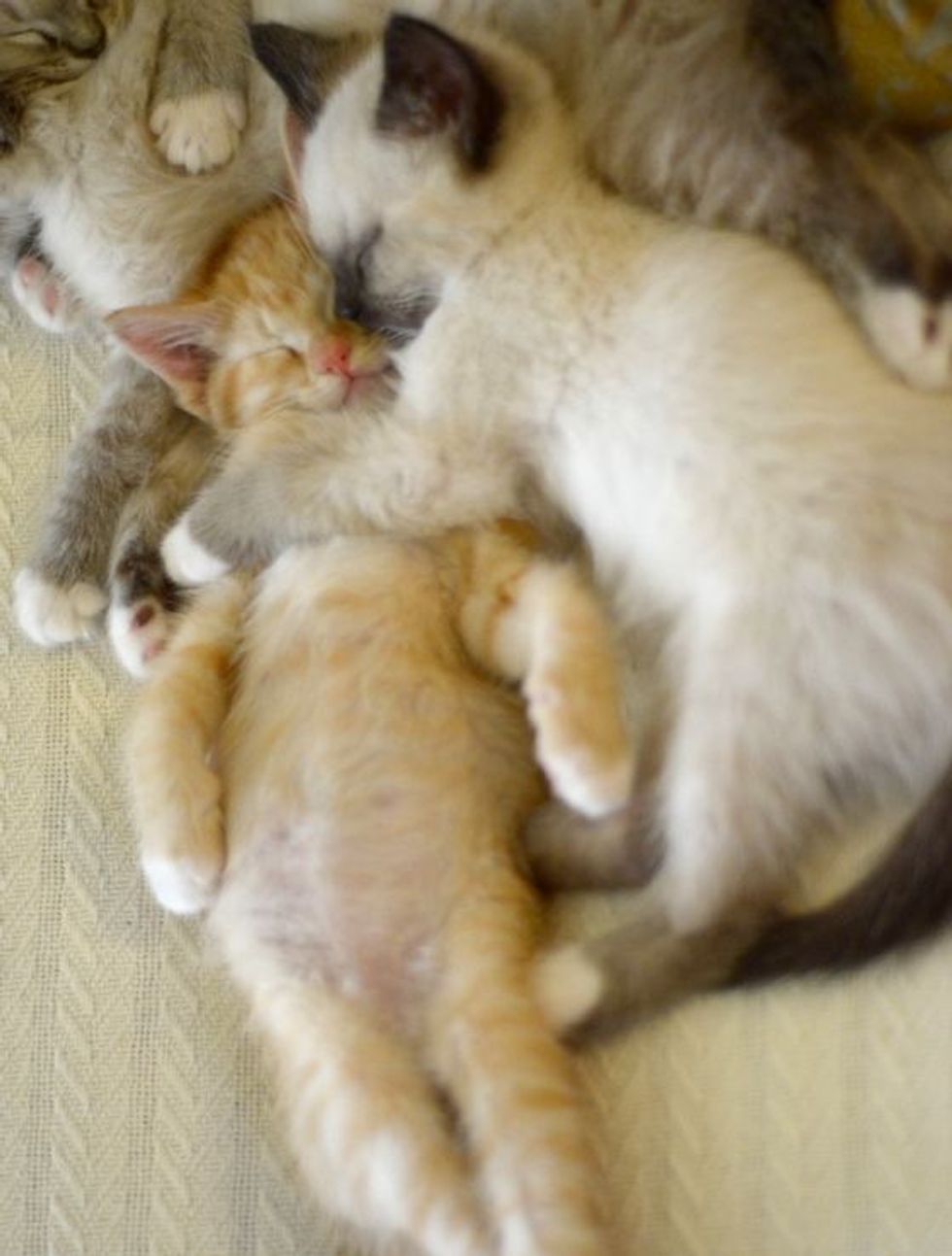 Furry Cuddle Puddle of Cuteness - Love Meow