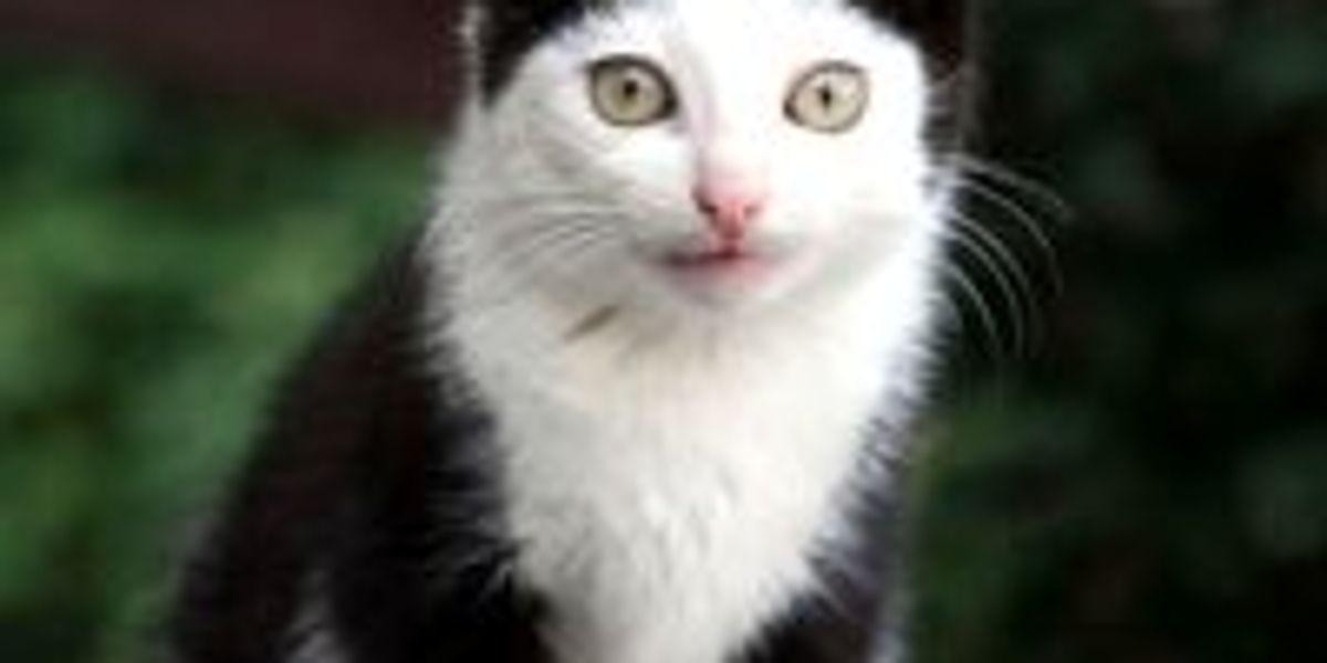 Wingshing the Owl Kitty - Love Meow