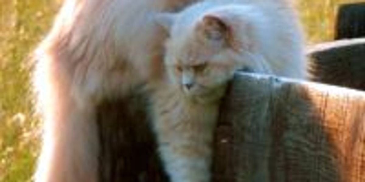 Butters the Fluffy Thinker Cat - Love Meow