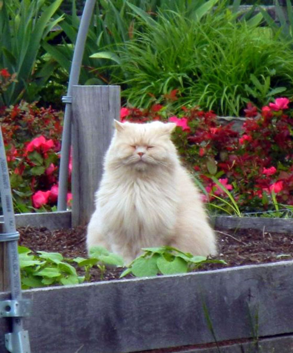 Butters the Fluffy Thinker Cat - Love Meow
