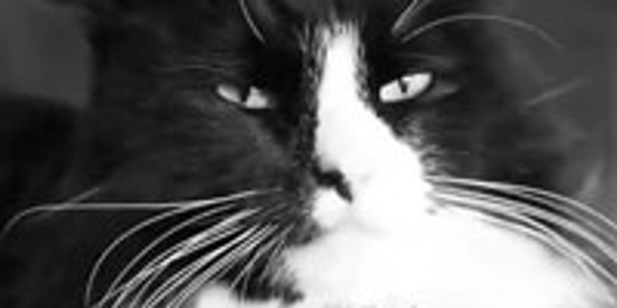The Existentialist Despair of Henri the Cat - Love Meow
