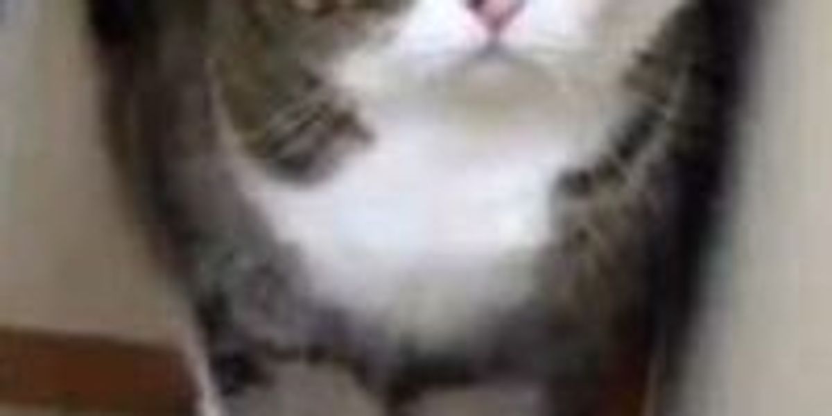 Maru Box Jumping Technique: Bunny Hop - Love Meow