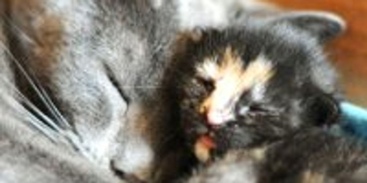 The Only Tortie Kitty in Her Rescue Furry Family - Love Meow