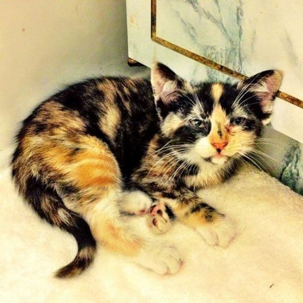 Saved by Stroke of Luck, Calico Kitten Rescued from Moving Mercedes ...