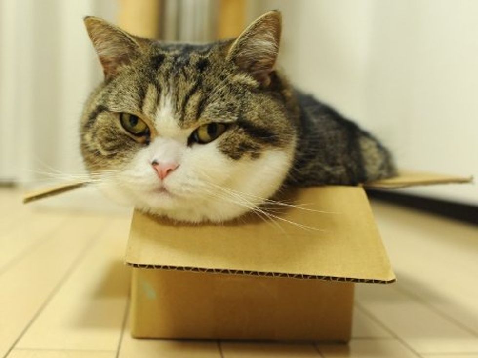 Maru and Large Thin Box - Love Meow