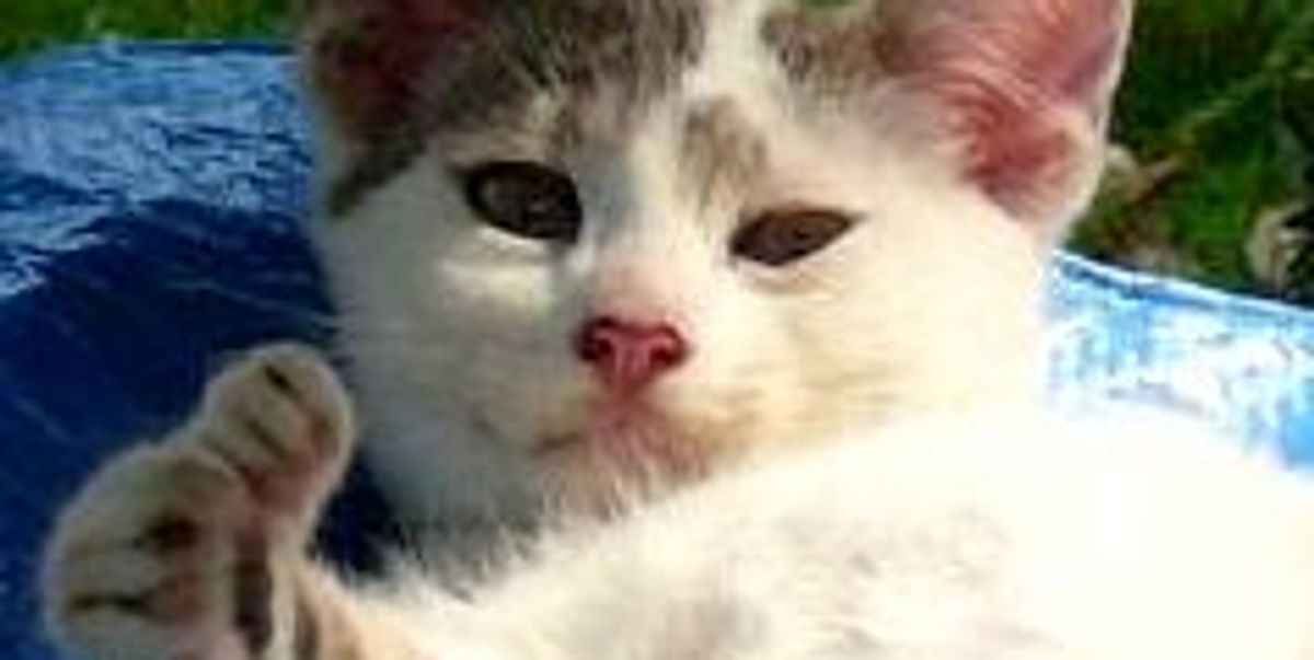 Booboo the Rescue Feral Kitty with Opposable Thumbs - Love Meow