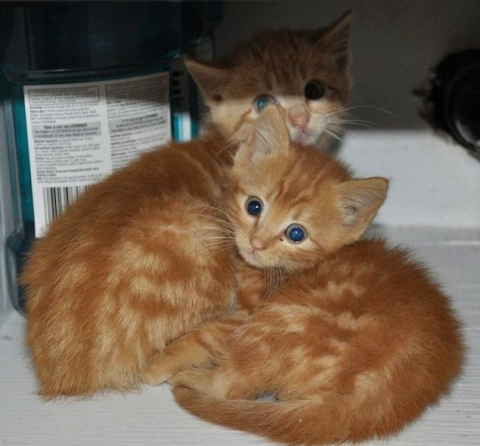 Rescue Feral Ginger Kittens Get New Surrogate Mom - Love Meow