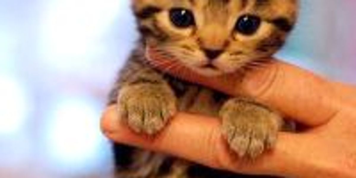 Meet Lancia the Tabby - Love Meow