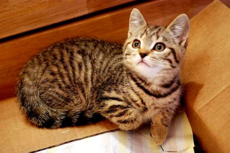 Meet Lancia the Tabby - Love Meow