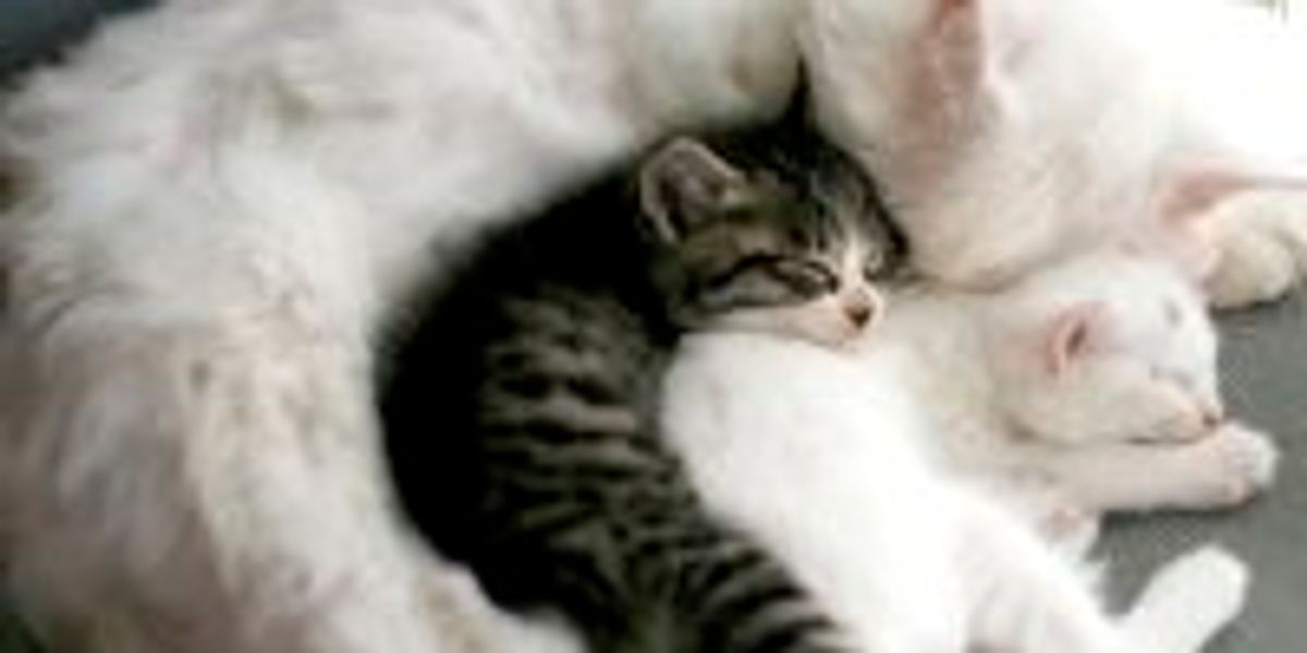 Protective Love - Love Meow