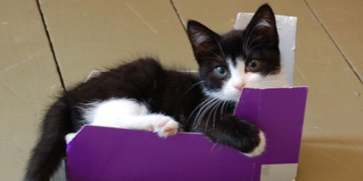 Foster Fail with Mia Feral the Rescue Tuxedo - Love Meow