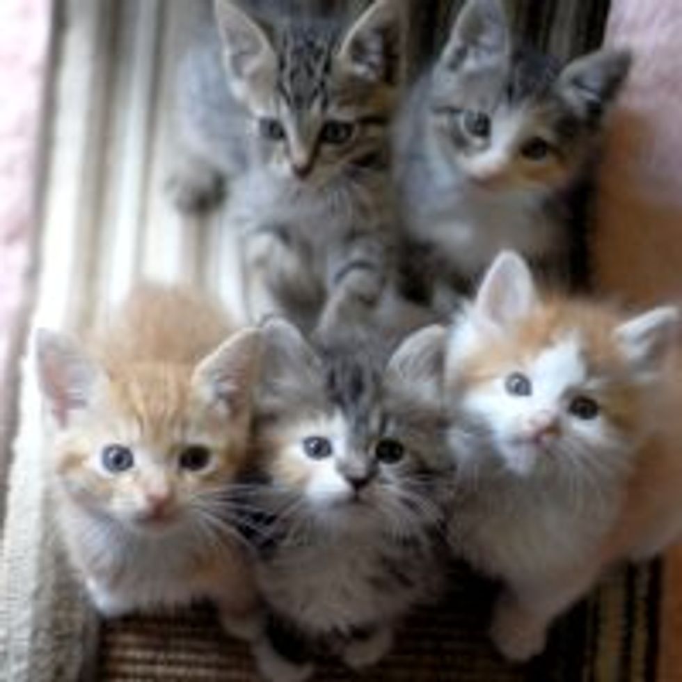Itty Bitty Furry Gang Love Meow