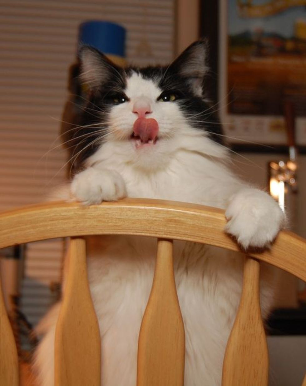 Journey of a Tiny Orphan Cow Kitty - Love Meow