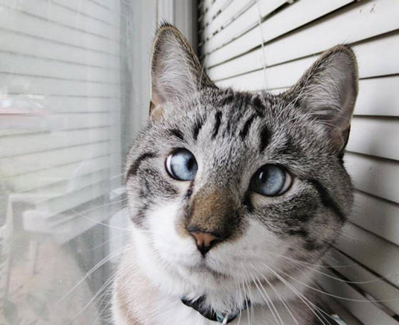 Cross Eyed Animals