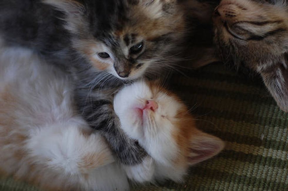 Cuddle Puddle - Love Meow