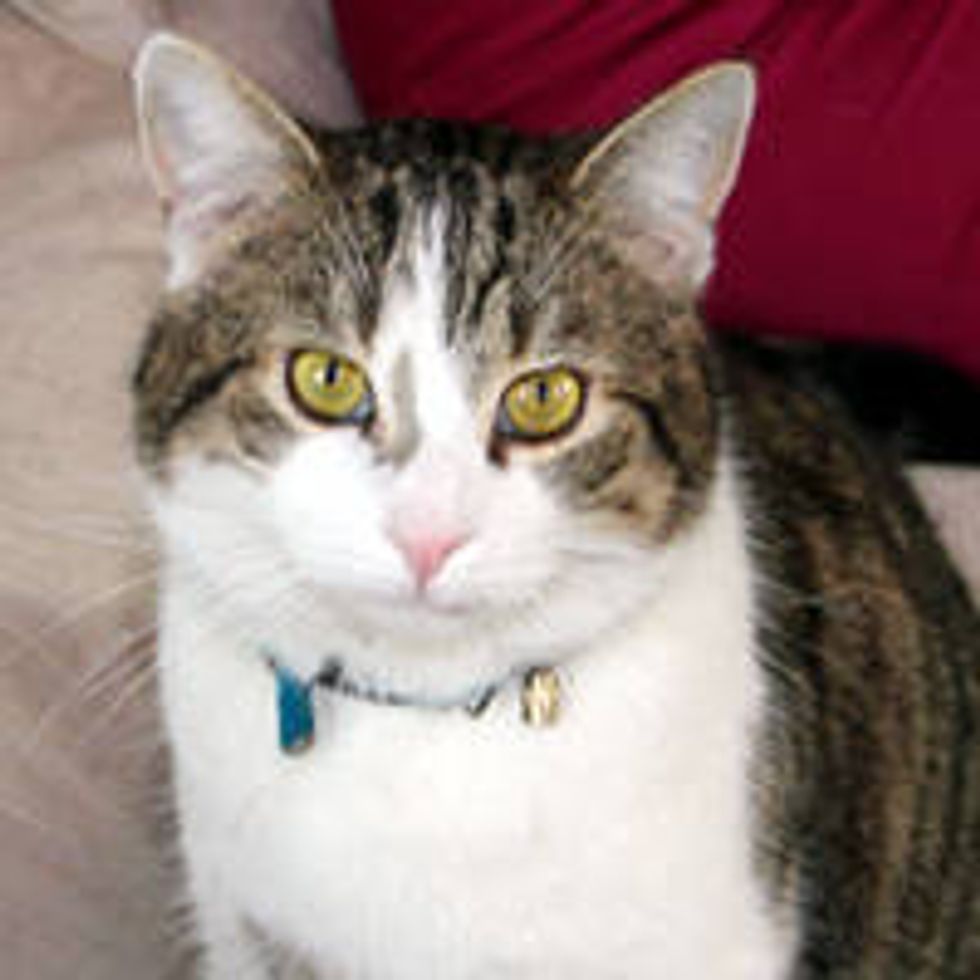 Larry the Cat Chief Mouser to the Cabinet Office - Love Meow