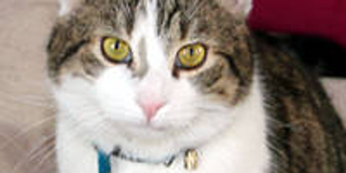 Larry the Cat Chief Mouser to the Cabinet Office - Love Meow