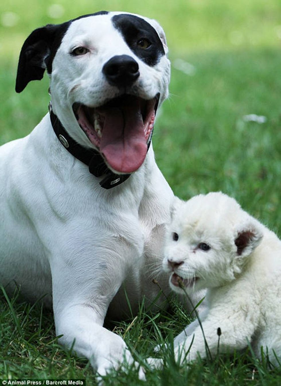 White Lion Cub Adopted by Dog - Love Meow