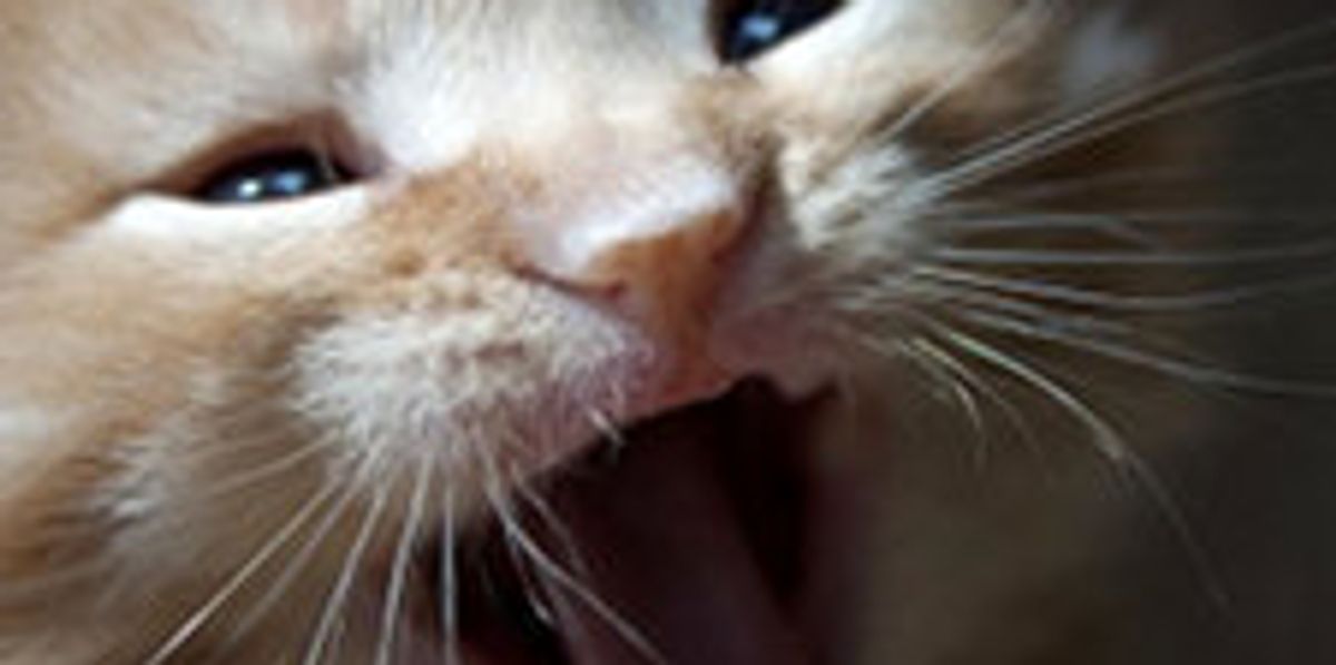 Tiny Ginger Runt Grows into Fluffy Happy Cat - Love Meow