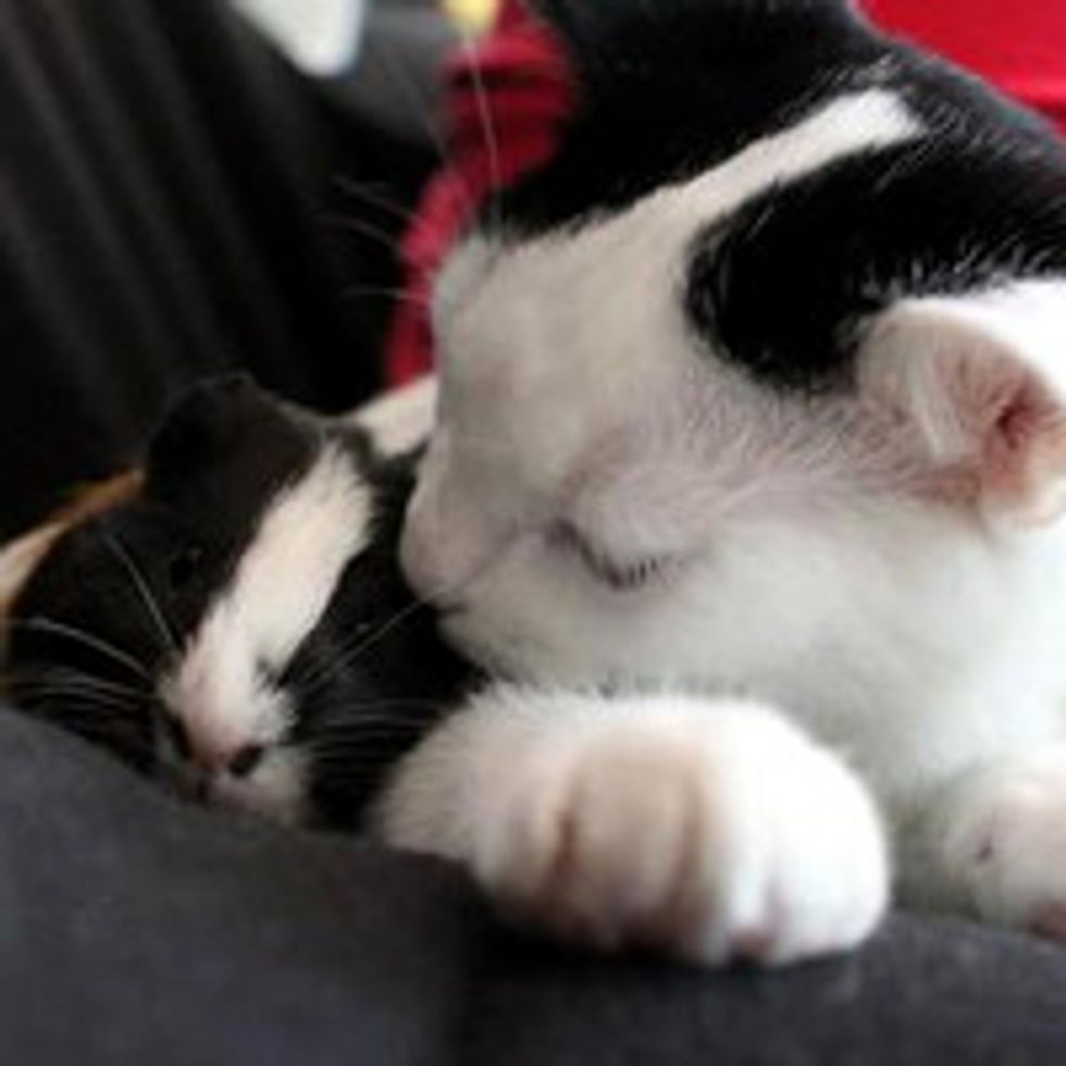 Cat and Guinea Pig: Unlikely Friendship - Love Meow