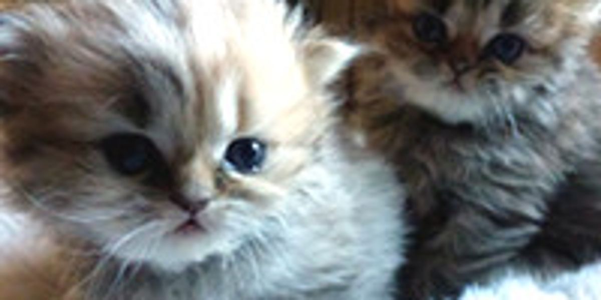 Fluffy Kitty Duo - Love Meow