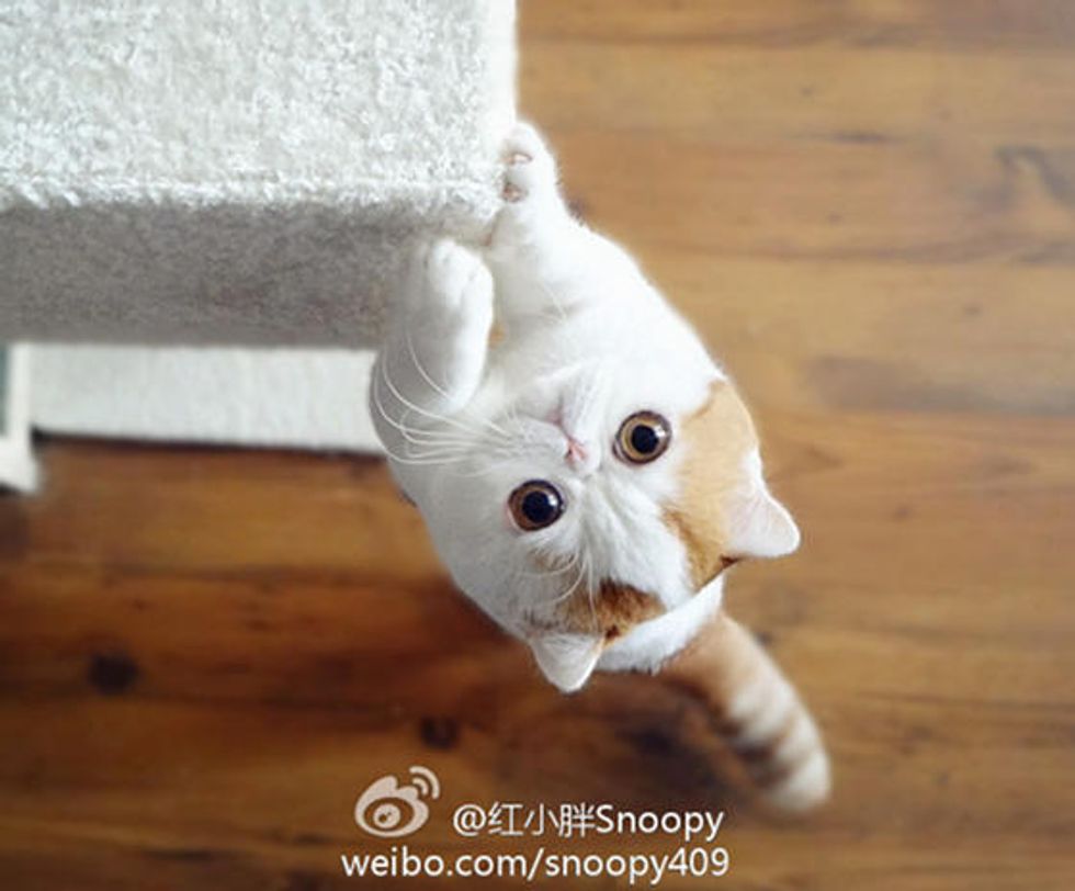 Snoopy the Cat, New Internet Sensation - Love Meow
