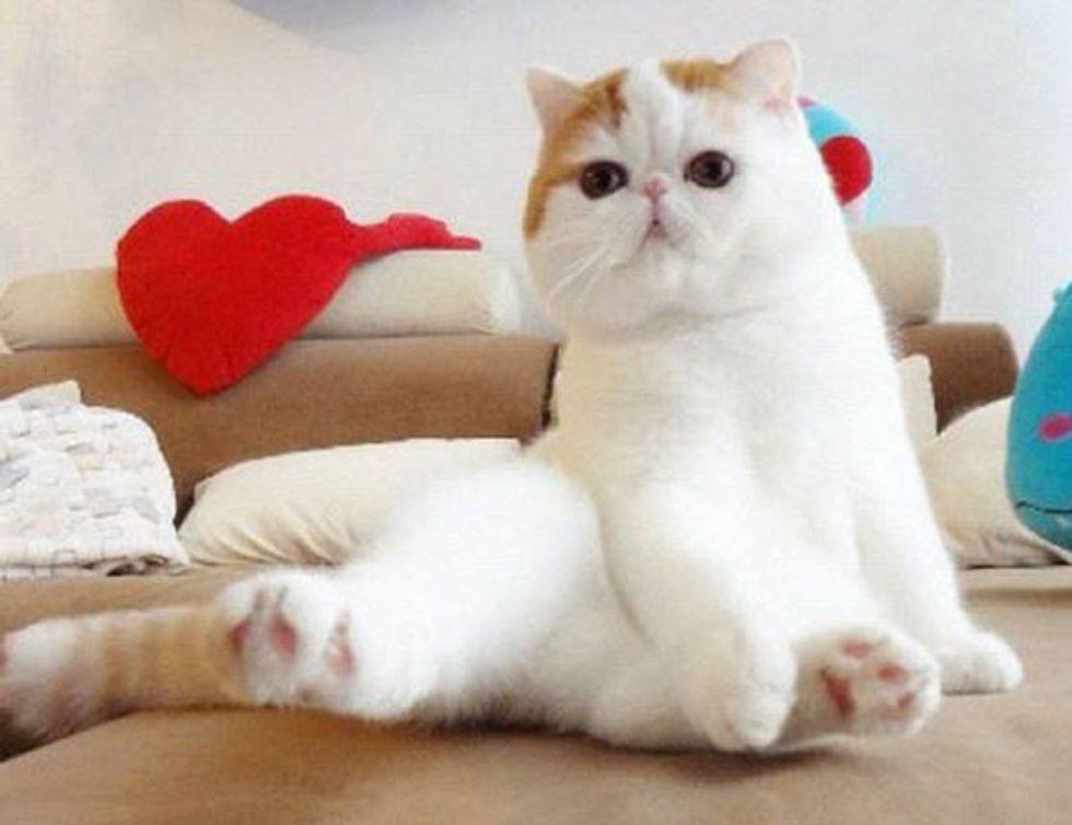 Snoopy the Cat, New Internet Sensation - Love Meow