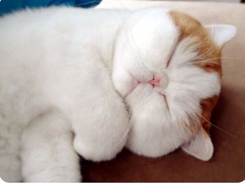 Snoopy the Cat, New Internet Sensation - Love Meow