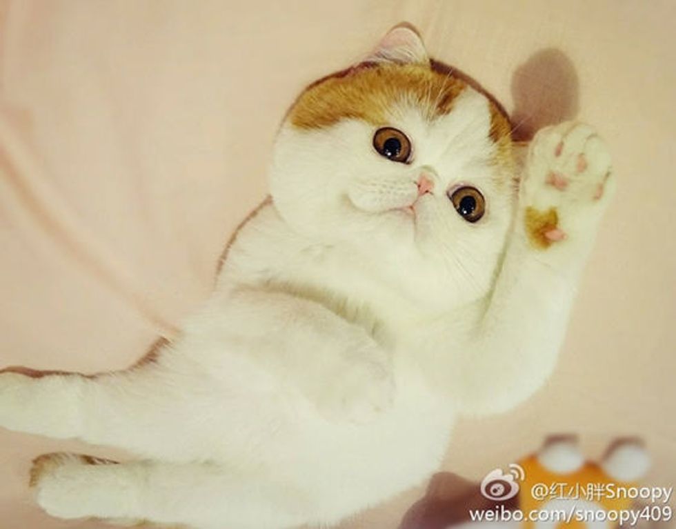 Snoopy the Cat, New Internet Sensation - Love Meow