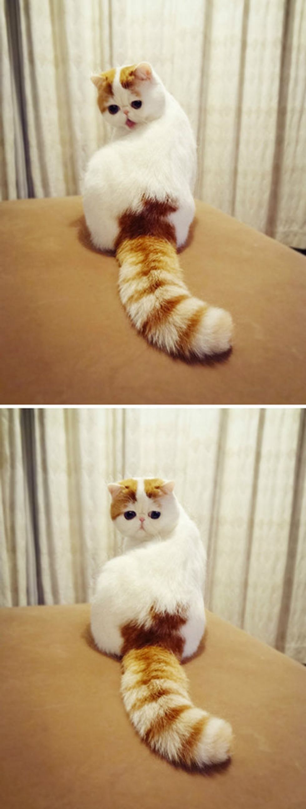 Snoopy the Cat, New Internet Sensation - Love Meow
