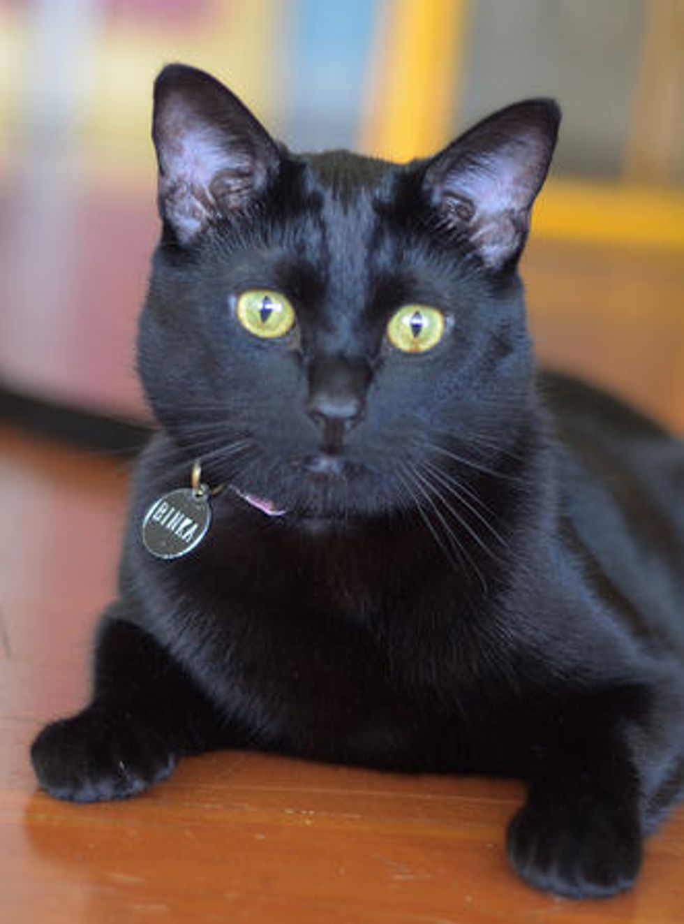Story of Norma the Black Kitty - Love Meow