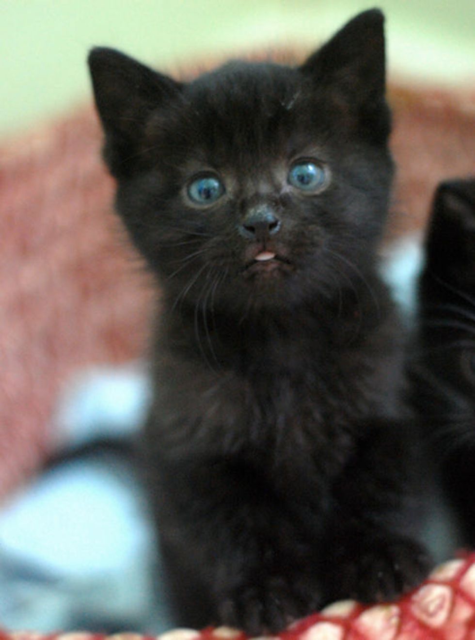 Story of Norma the Black Kitty - Love Meow