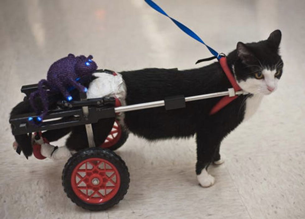 Scooter Special Therapy Cat Becomes ASPCA Cat of the Year - Love Meow