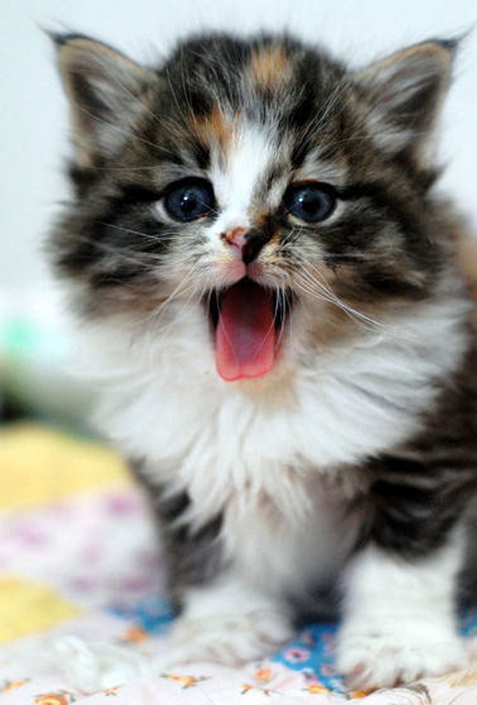 Miss Geraldine: Then & Now - Love Meow