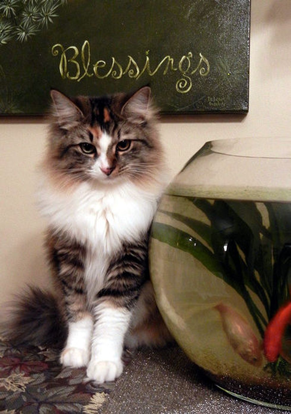 Miss Geraldine: Then & Now - Love Meow