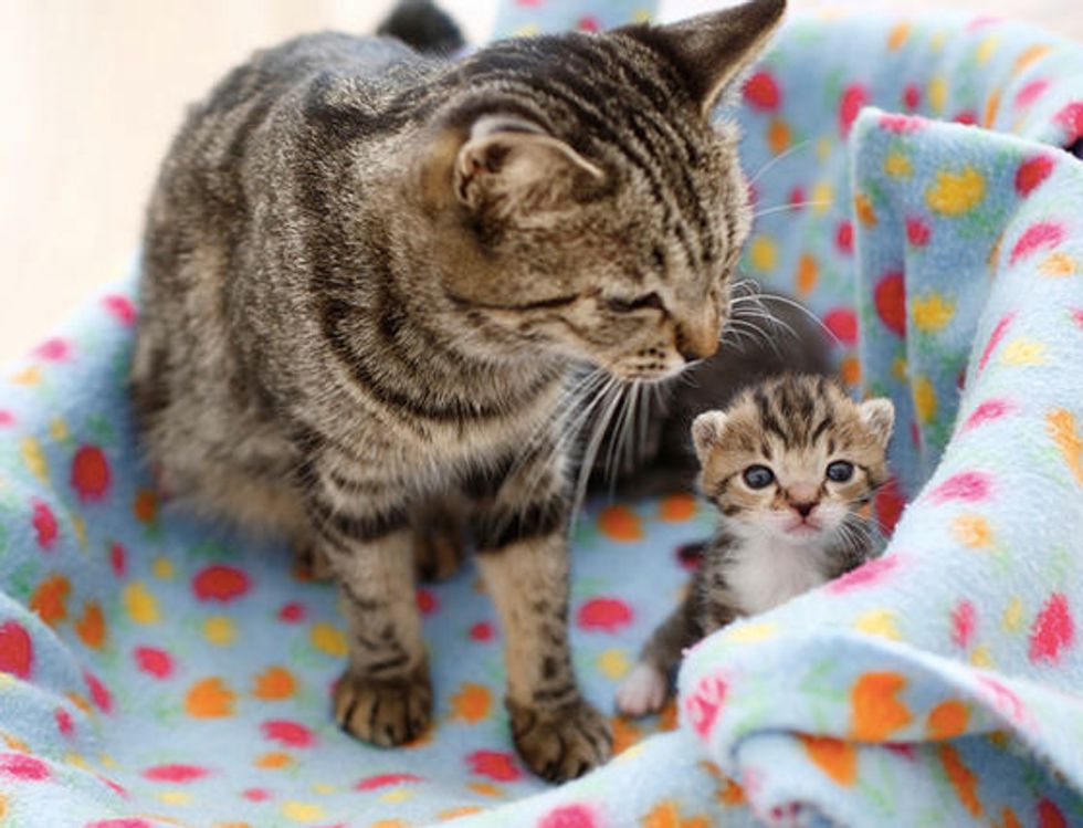 Protective Cat Mama and Her Tabby Baby - Love Meow