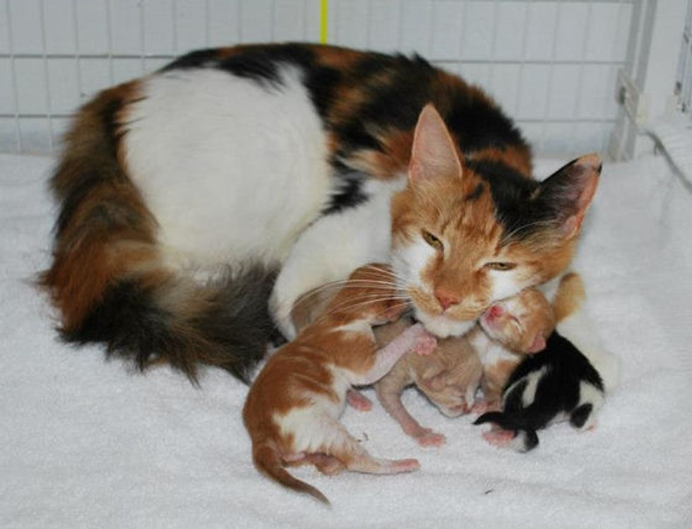 Aww! Kitty Cam Features Stray Cat Mama & Her Babies - Love Meow