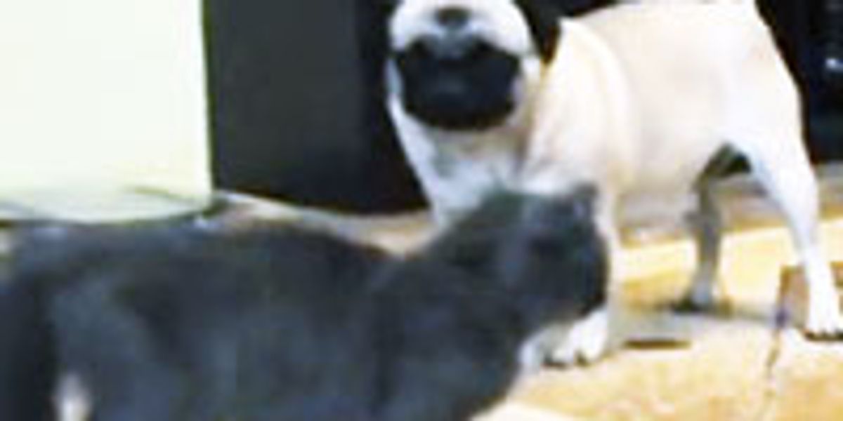 Crawling Cat - Love Meow