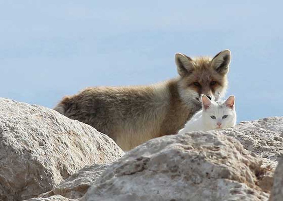 Cat and Fox: Unlikely Friendship - Love Meow