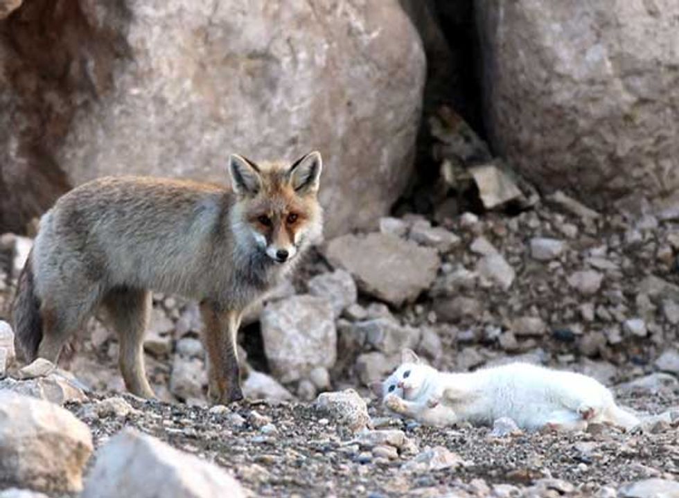 Cat and Fox: Unlikely Friendship - Love Meow