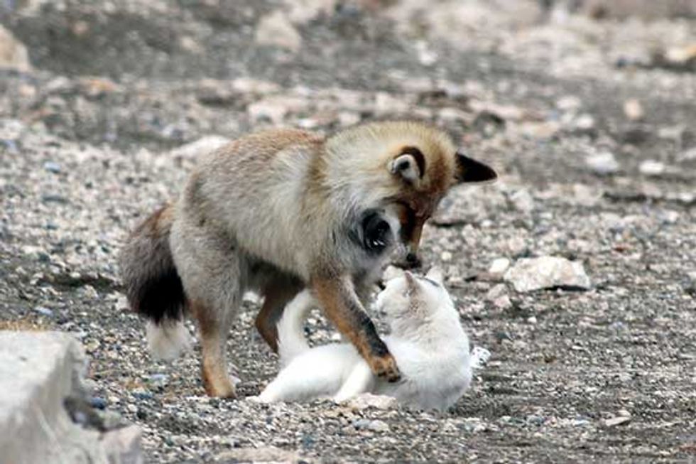 Cat and Fox: Unlikely Friendship - Love Meow