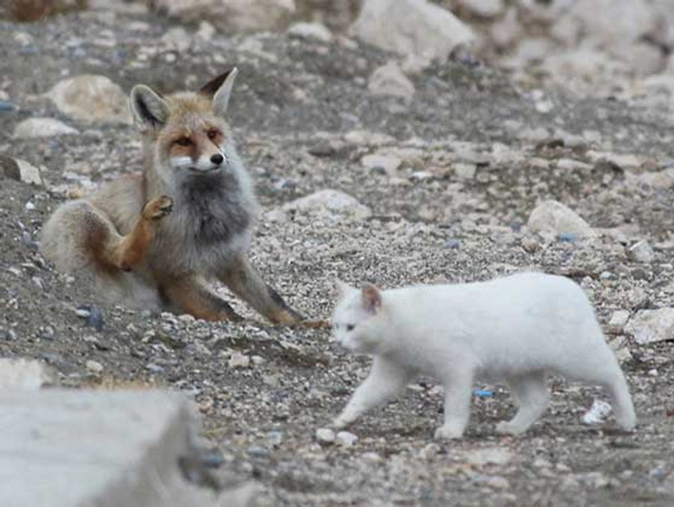 Cat and Fox: Unlikely Friendship - Love Meow