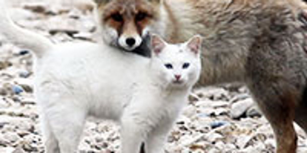 Cat and Fox: Unlikely Friendship - Love Meow