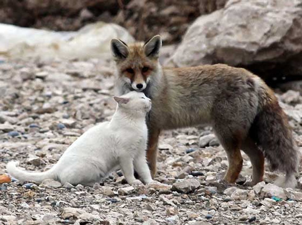 Cat and Fox: Unlikely Friendship - Love Meow