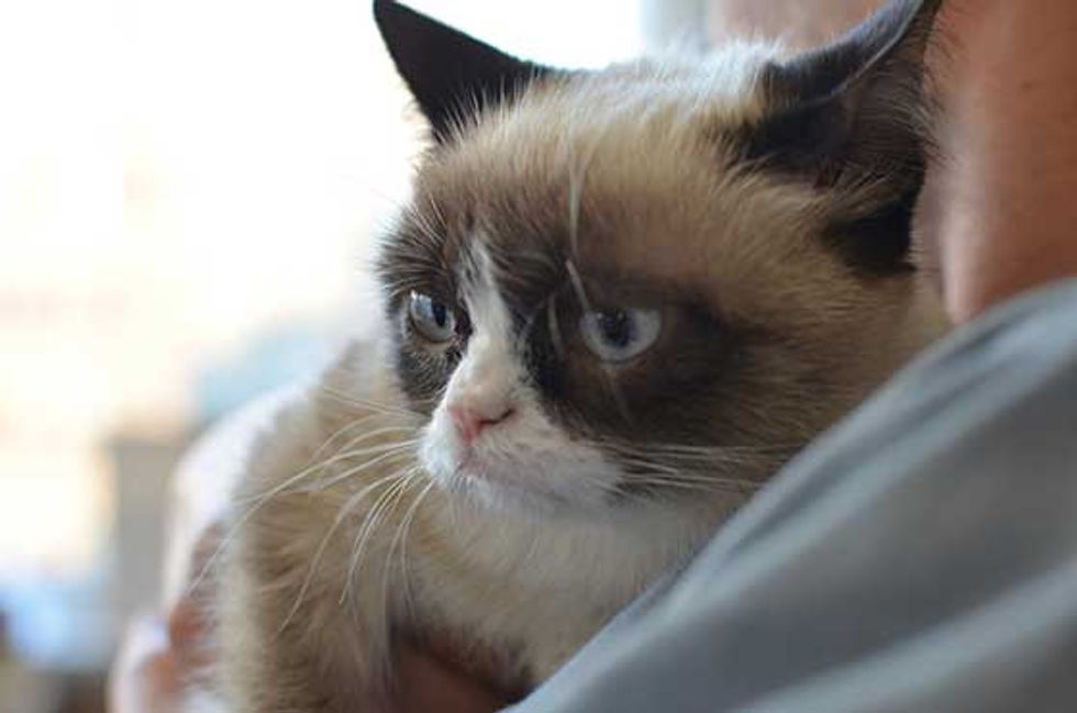 Grumpy Cat Has a Grumpy Monday at Buzzfeed Office - Love Meow