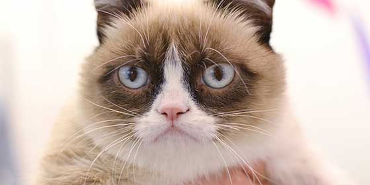 Grumpy Cat Has a Grumpy Monday at Buzzfeed Office - Love Meow