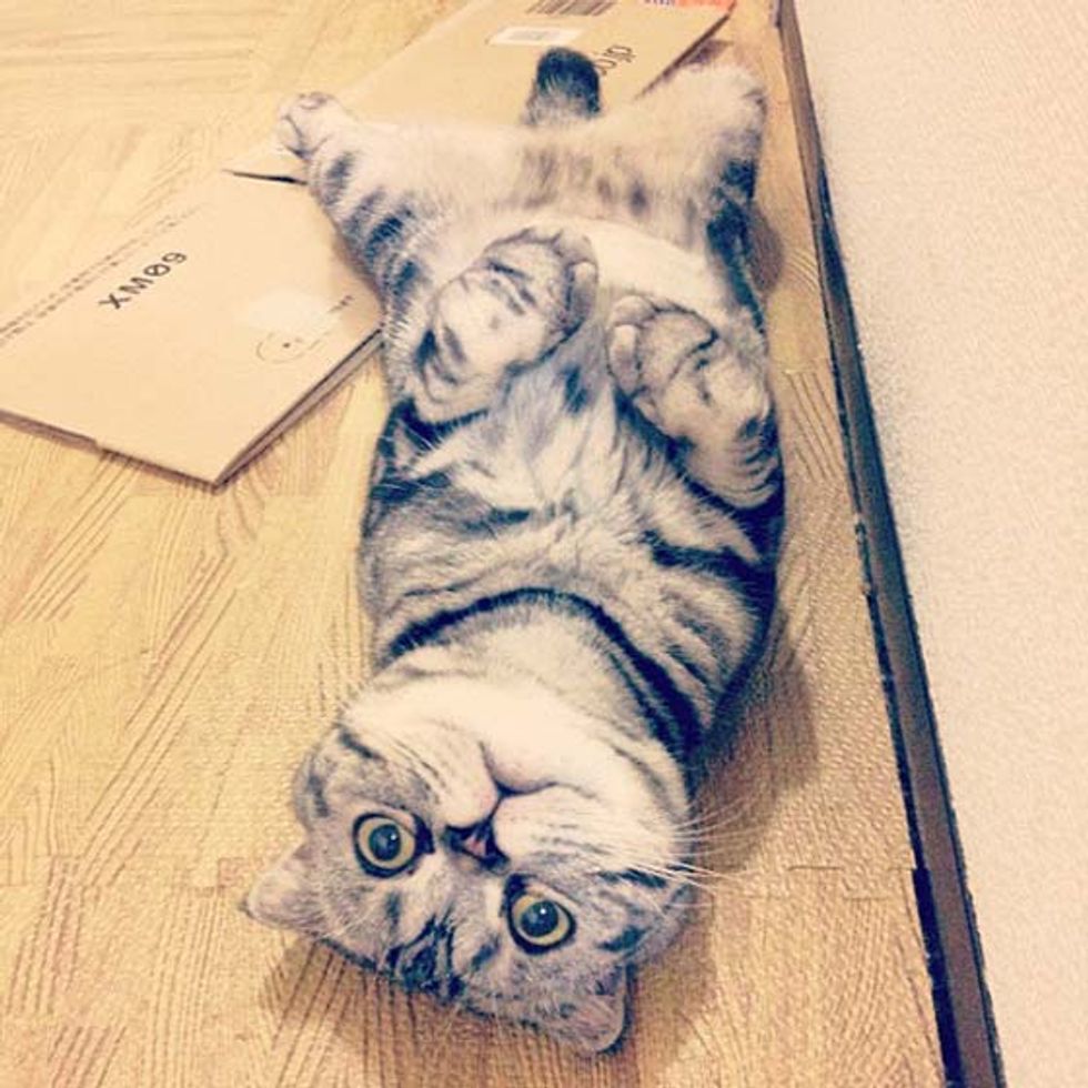 Shishi-Maru the Painfully Cute Kitty, Interweb's Newest Star - Love Meow