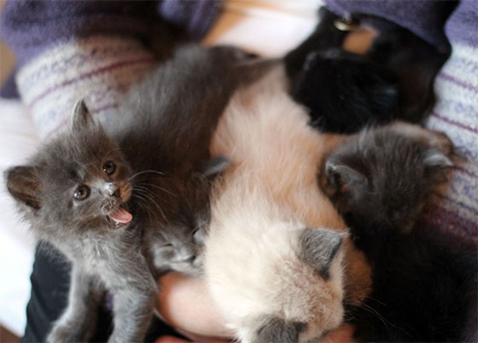 Six Furry Little Souls from Goopy Eyes to Forever Homes - Love Meow