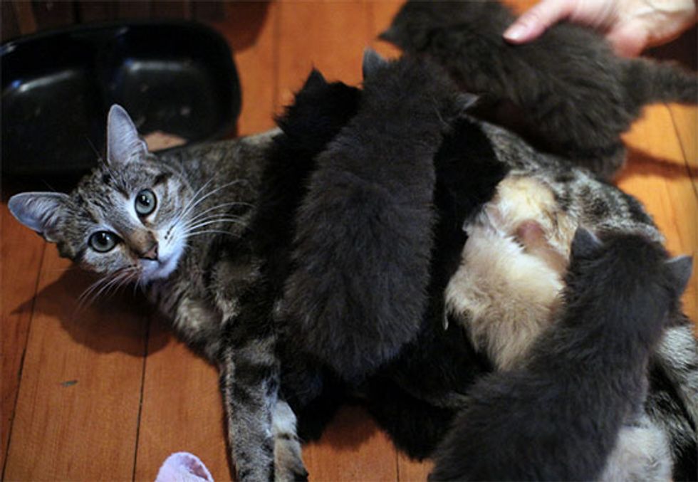 Six Furry Little Souls from Goopy Eyes to Forever Homes - Love Meow