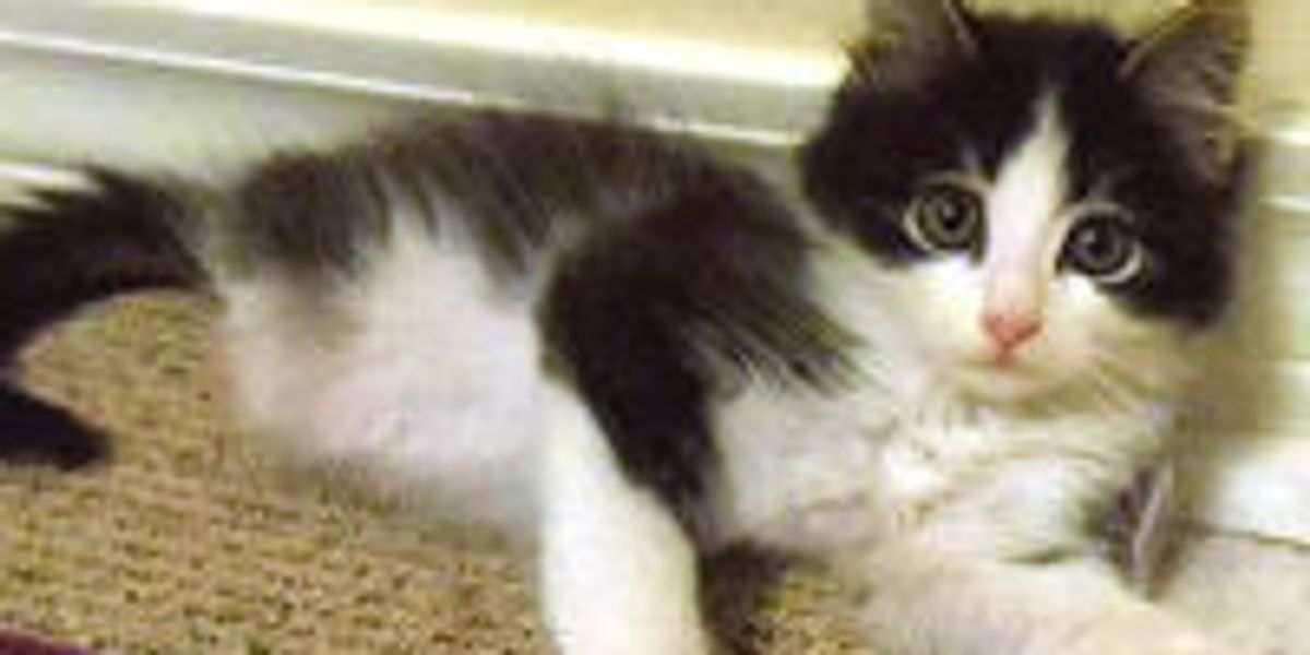 Journey of 2 Legged Cat Anakin Born Without Back Legs (Then & Now ...